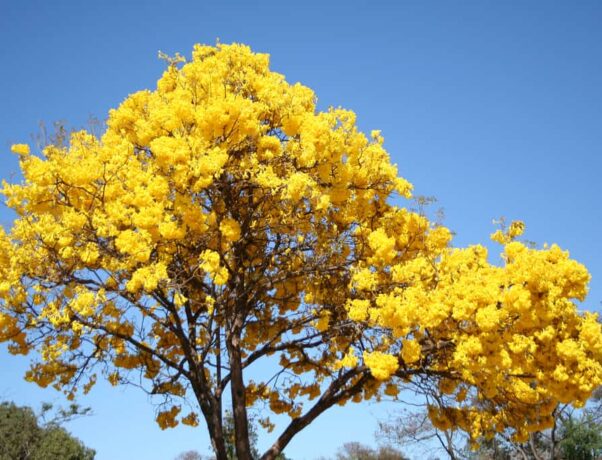 Árbol Guayacan